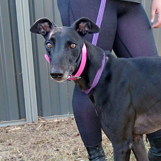Racing and Wagering Western Australia | Greyhounds as Pets