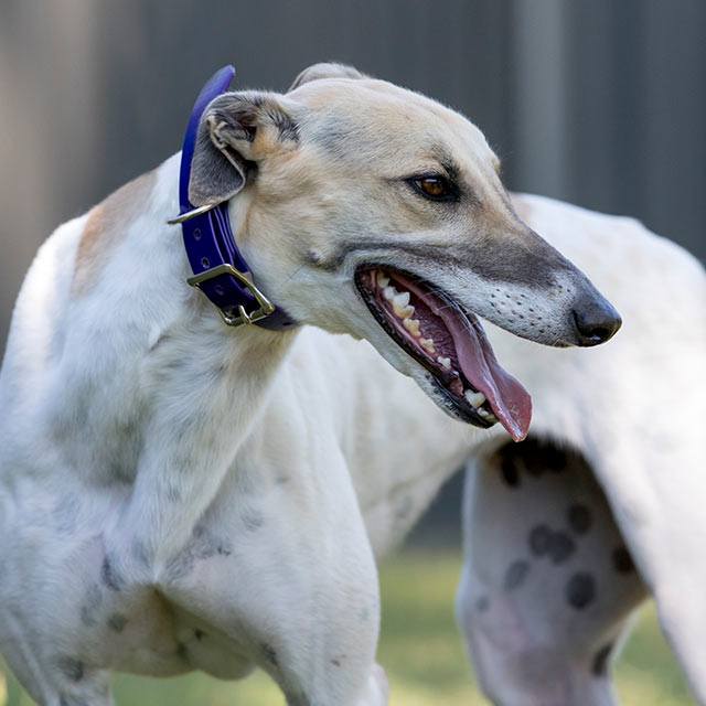 Racing and Wagering Western Australia | Greyhounds as Pets