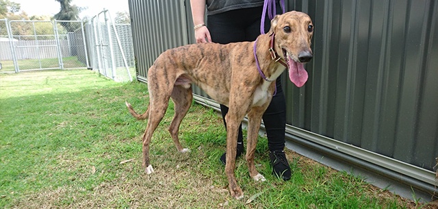Racing and Wagering Western Australia | Greyhounds as Pets