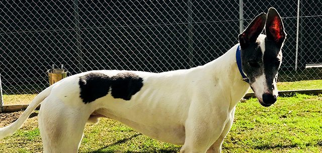 Racing and Wagering Western Australia | Greyhounds as Pets