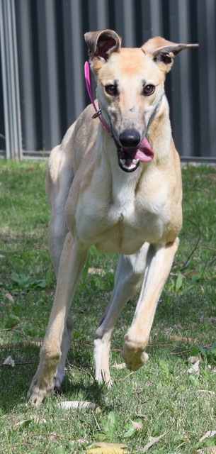 Racing and Wagering Western Australia | Greyhounds as Pets