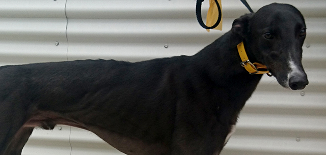 Racing and Wagering Western Australia | Greyhounds as Pets
