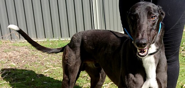 Racing and Wagering Western Australia | Greyhounds as Pets