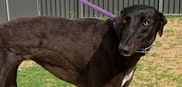 Racing and Wagering Western Australia | Greyhounds as Pets