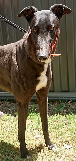 Racing and Wagering Western Australia | Greyhounds as Pets